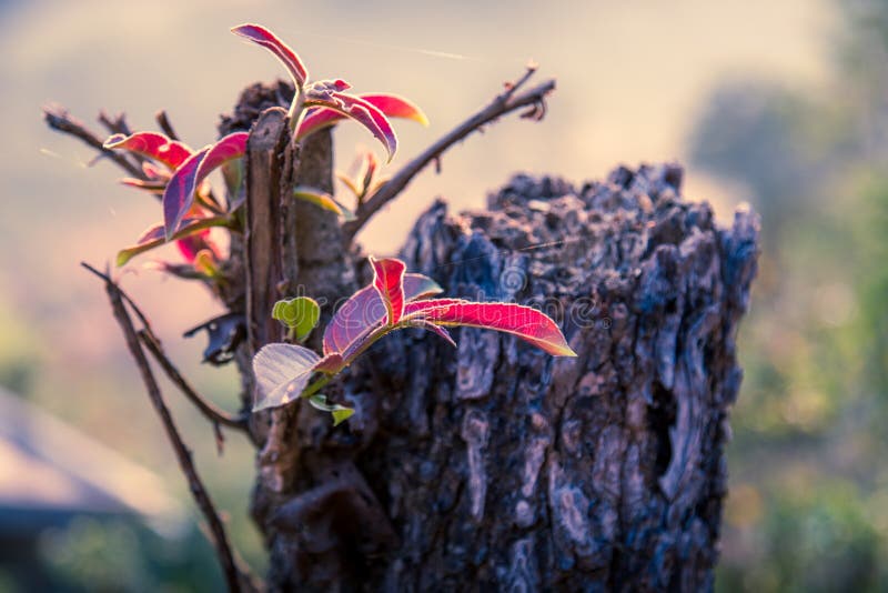 New Leaves Growing on a Dry Old Tree Trunk. Tree Stump Growing a New ...