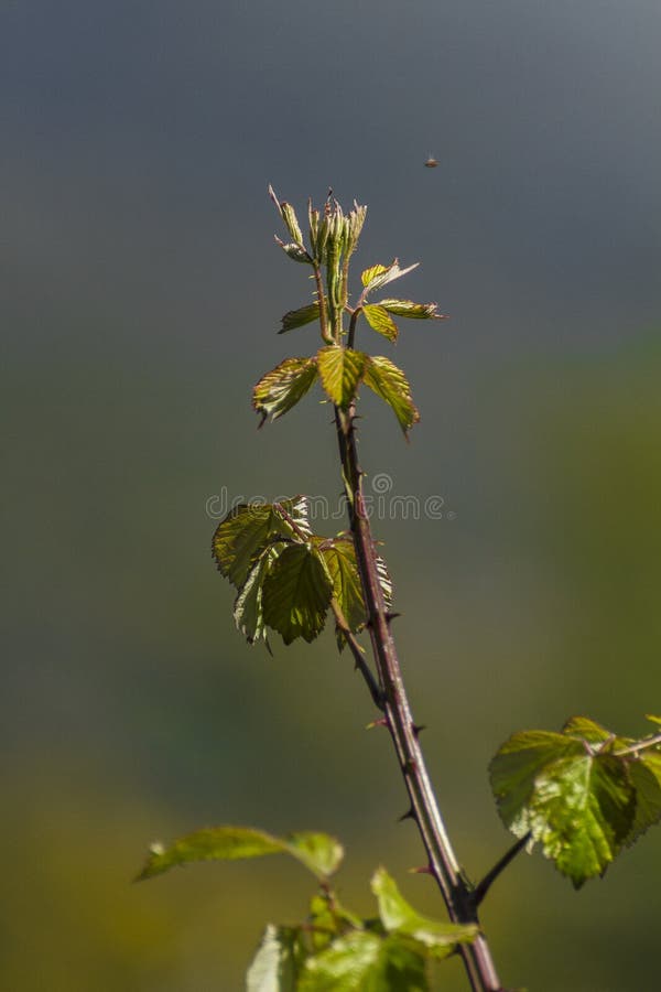 New leaves stock image. Image of color, plants, leaf - 35553213