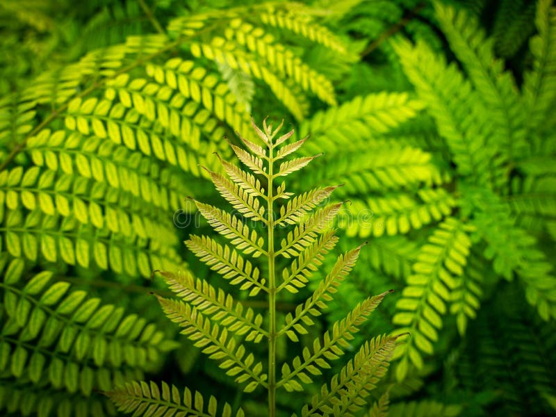 New Leaves of Pattern of Fern Tree Stock Image - Image of fern ...