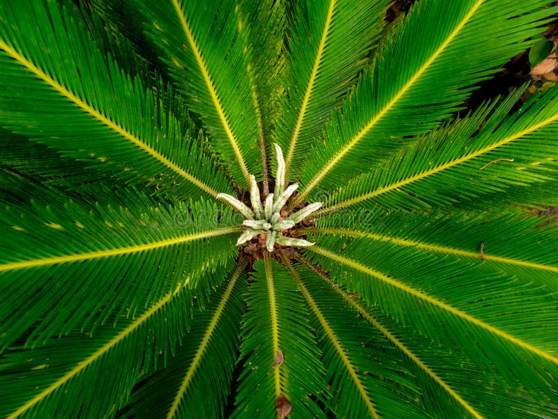 New Leaves of Sago Palm Growing Stock Image - Image of forest, garden ...