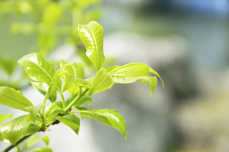 Young Leaves stock image. Image of foliage, birch, branch - 30237115