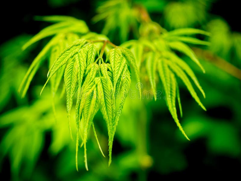 New leaves in spring stock photo. Image of spring, tree - 97863120