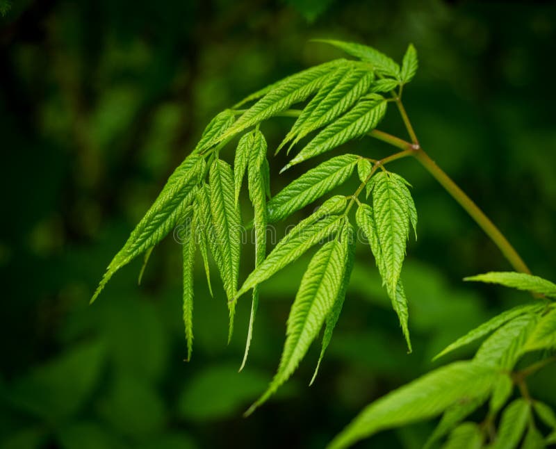 New leaves in spring stock photo. Image of unfurling - 97863156