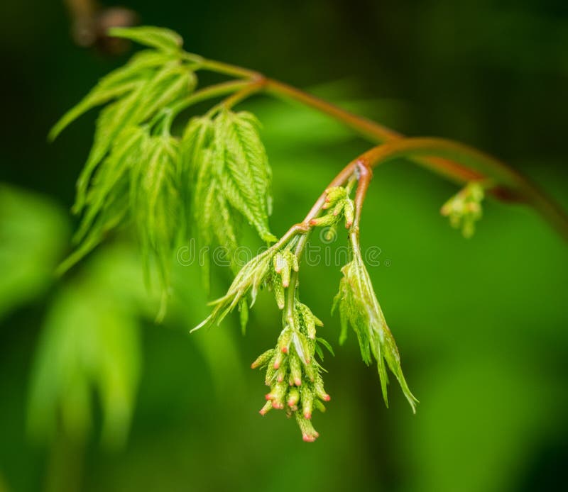 New leaves in spring stock photo. Image of branch, plant - 97863210