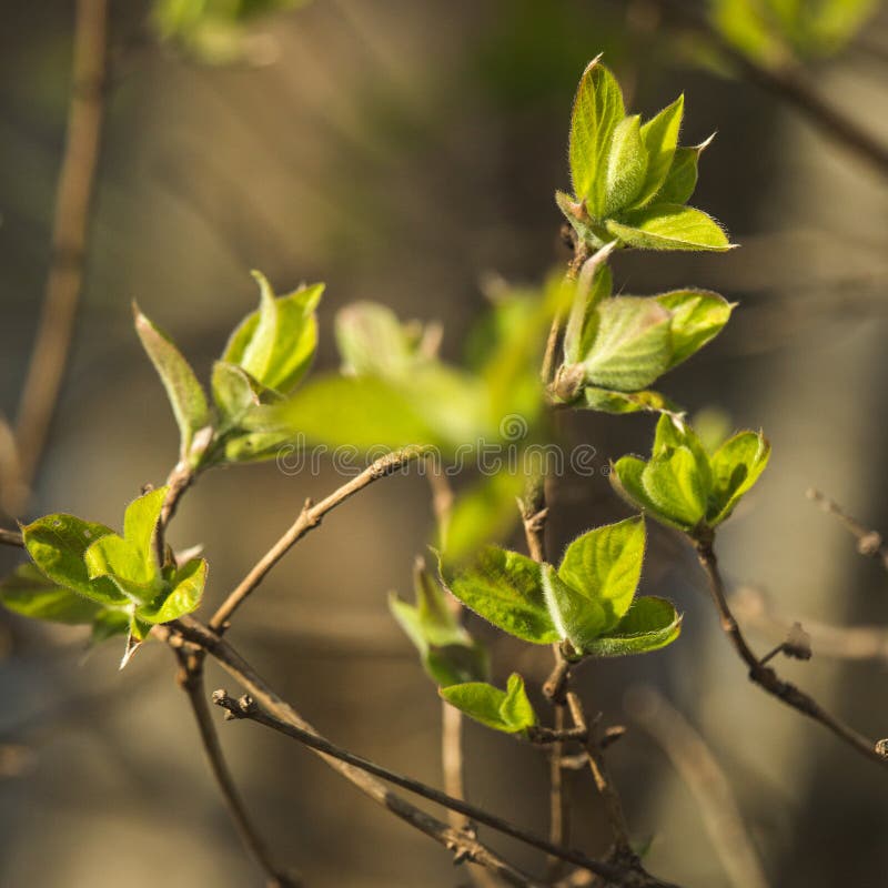 New leaves in spring stock photo. Image of nature, bloom - 70930672