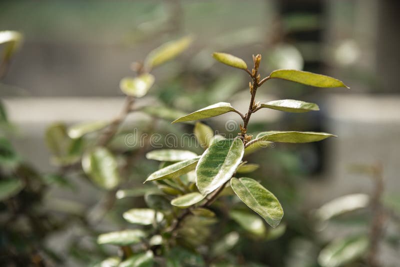 New leaves in spring 3 stock photo. Image of life, green - 214970862