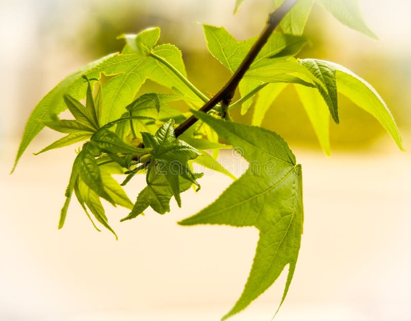New Leaves in Spring stock image. Image of nature, wall - 180324775