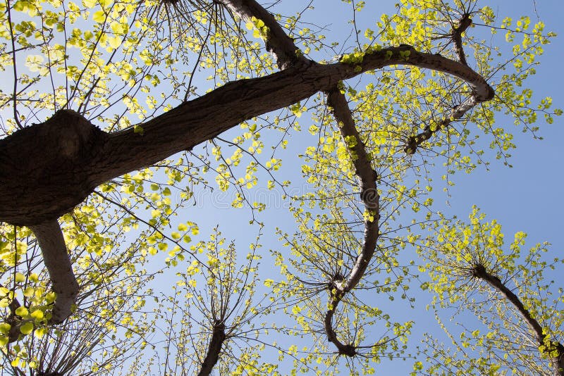 New leaves. stock photo. Image of foliage, spring, fresh - 54574886