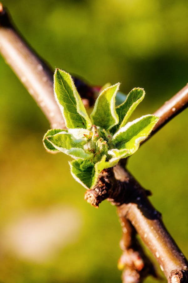 New Leaves in the Spring on the Tree Branch Stock Photo - Image of tree ...