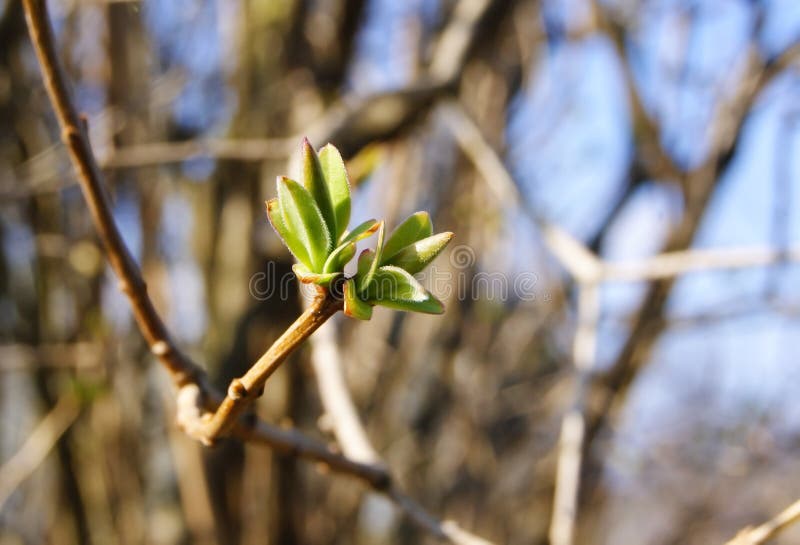 New leaves, spring stock image. Image of small, forest - 97172501