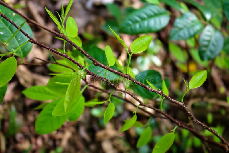 New leaves sprout. stock photo. Image of start, budding - 77892504