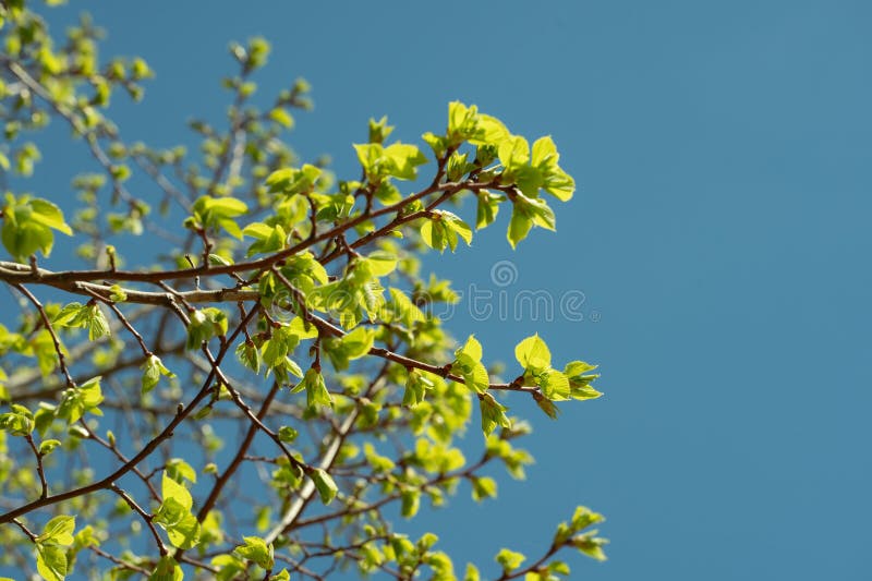 New Leaves Sprouting Against Spring Sky Stock Photo - Image of seasonal ...