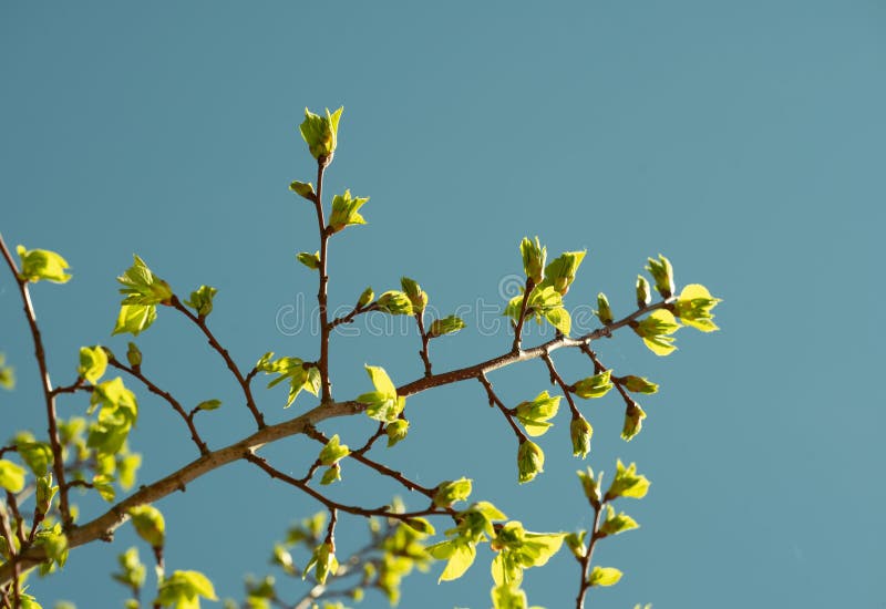 New Leaves Sprouting Against Spring Sky Stock Image - Image of classic ...