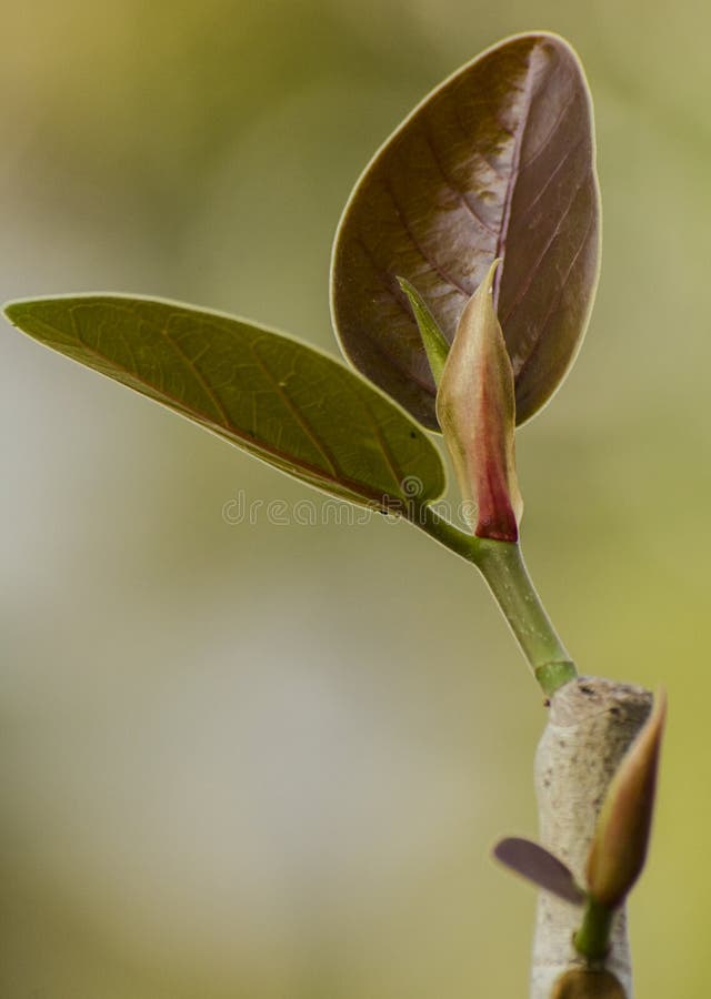 New Leaves of Ficus Benghalensis Sprouting Stock Photo - Image of buds ...