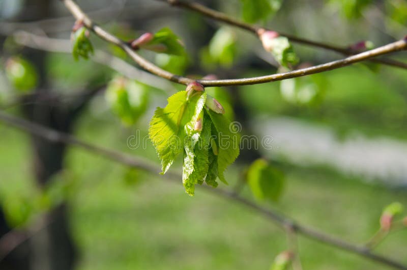 New Leaves Sprouting on a Tree Branch Stock Image - Image of leaves ...