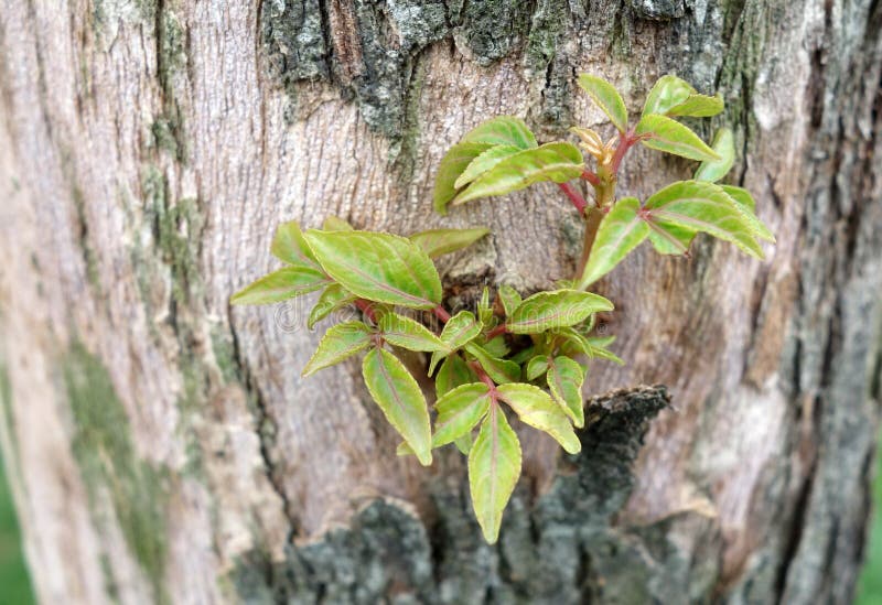 New leaves stock photo. Image of beauty, germinate, grove - 31126298