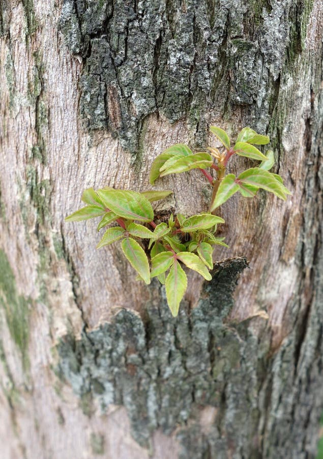 New leaves stock photo. Image of nature, beautiful, growth - 31126326