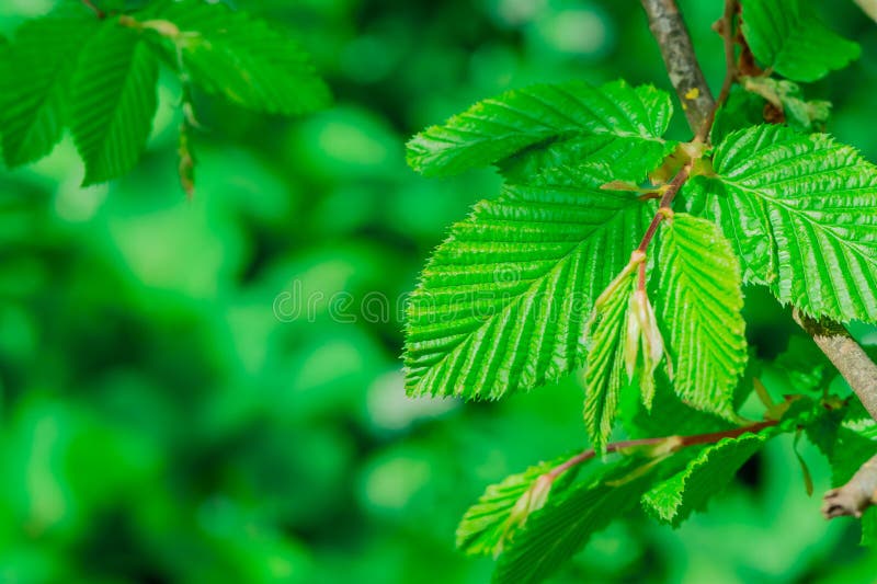 New Leaves on Tree Branch. Close-up Stock Image - Image of beauty, rose ...