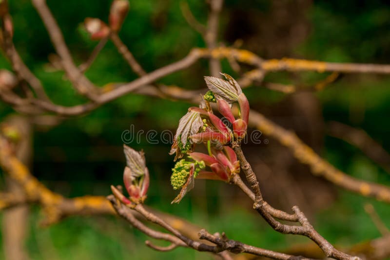 New Leaves on Tree Branch. Close-up Stock Image - Image of background ...