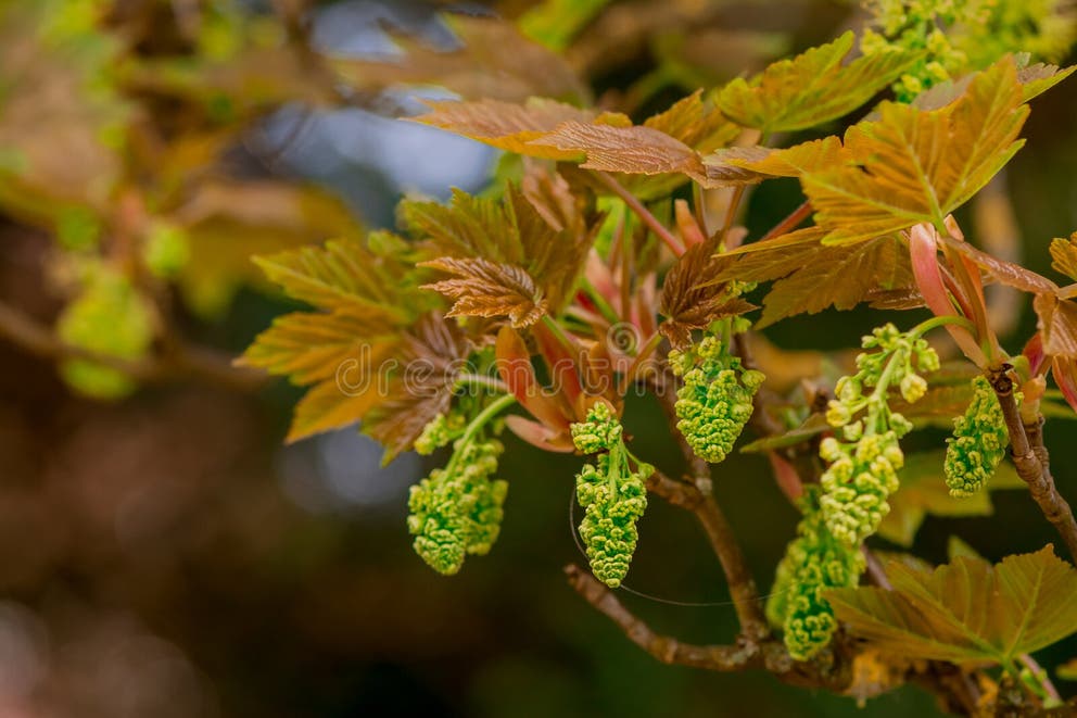 New Leaves on Tree Branch. Close-up Stock Image - Image of tree, leaf ...