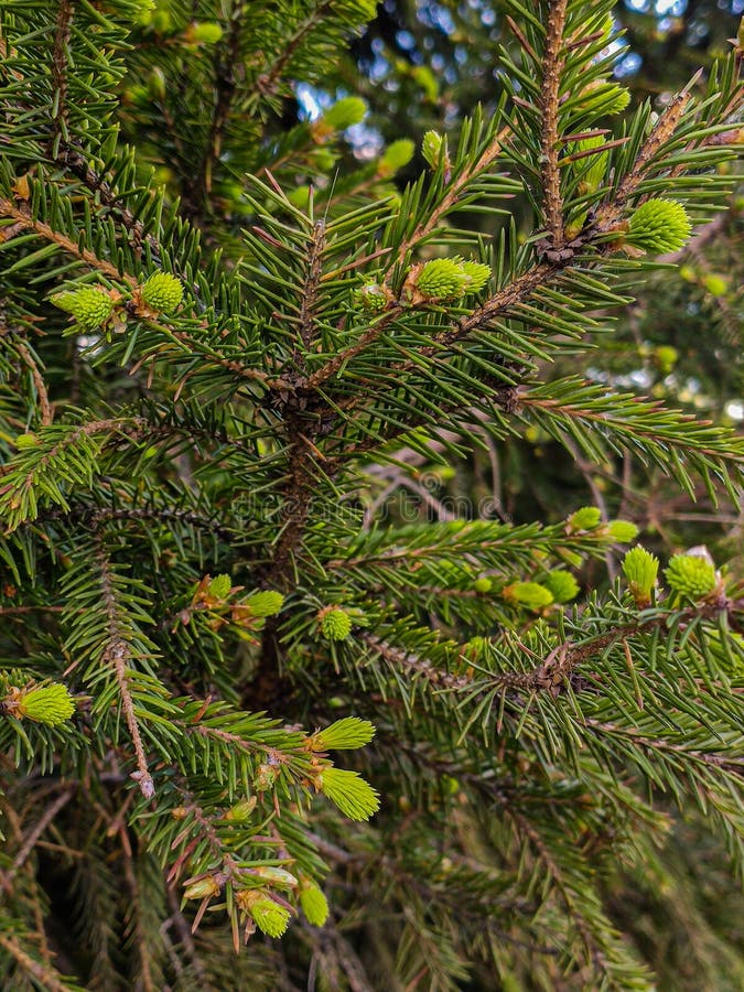New leaves on the tree stock image. Image of green, flower - 223091965