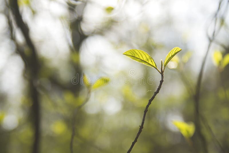 New leaves in a tree stock image. Image of ecology, elegant - 96311001