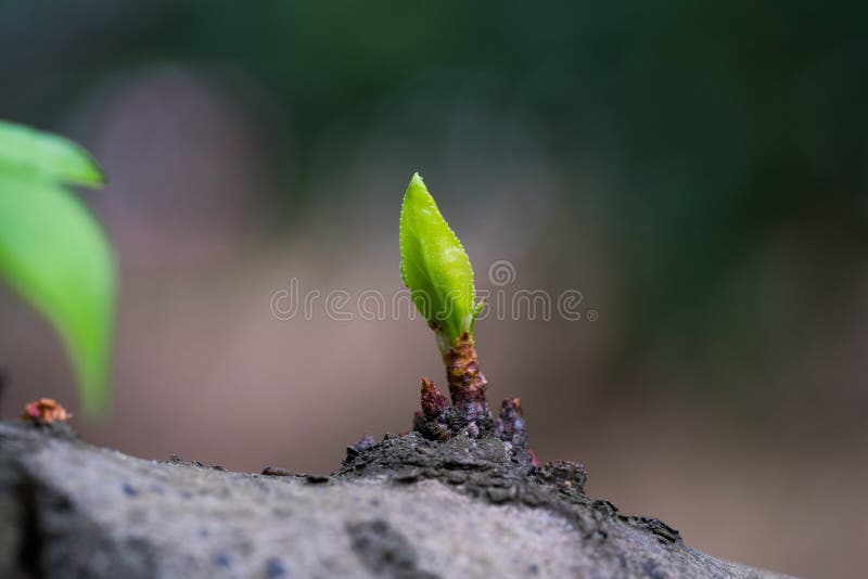 New leaves stock photo. Image of tropical, nature, detail - 87880190