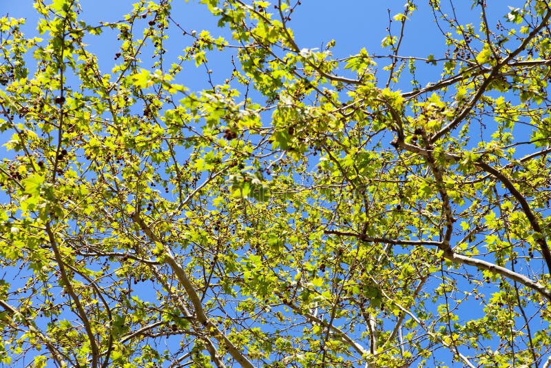 New leaves. stock image. Image of grove, sunlight, background - 39665347