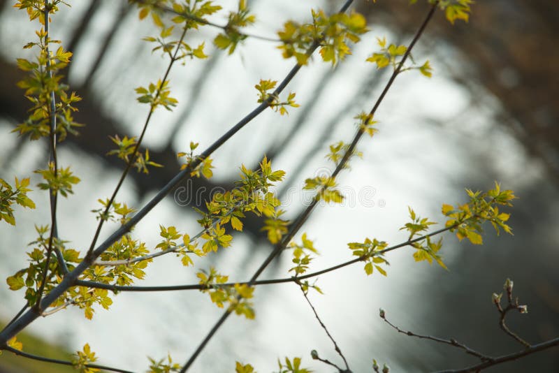 The New Leaves in the Spring Stock Image - Image of frost, branches ...