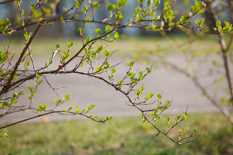 The New Leaves in the Spring Stock Image - Image of trees, frost: 168815903