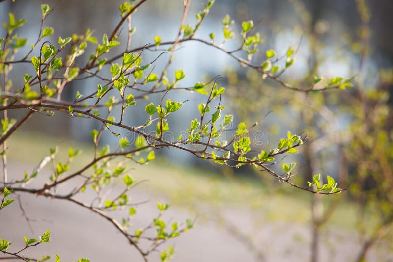 The New Leaves in the Spring Stock Photo - Image of flowers, young ...