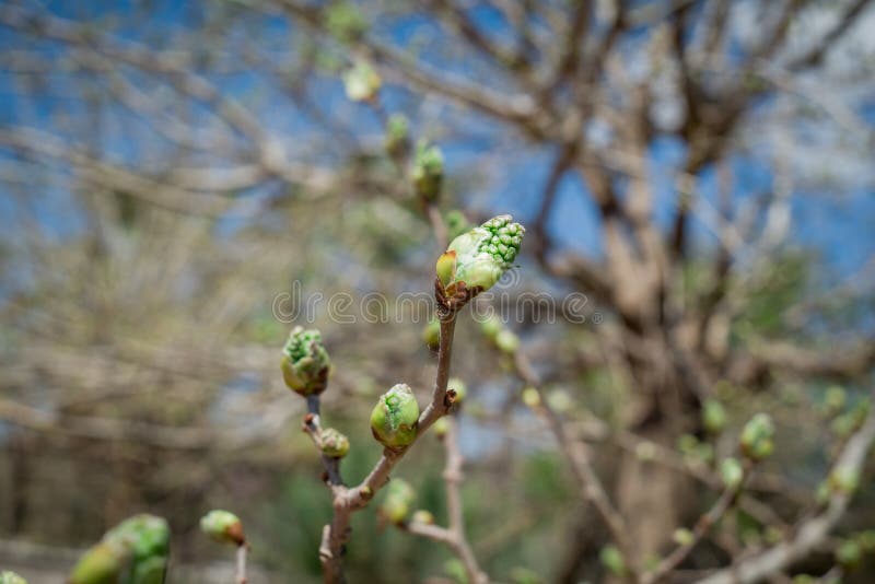 New Leaves on Wayfaring Tree in Early Spring Stock Photo - Image of ...