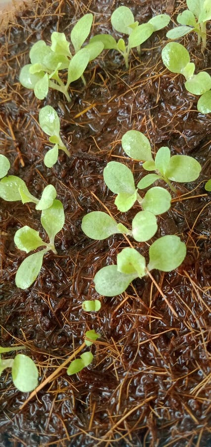 New Lettuce Shoots Grow Vigorously Stock Photo - Image of grass, flora ...