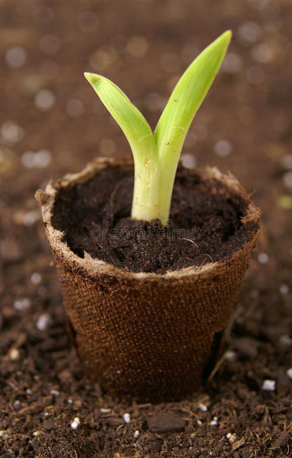 New life stock image. Image of season, container, shoot - 2239387