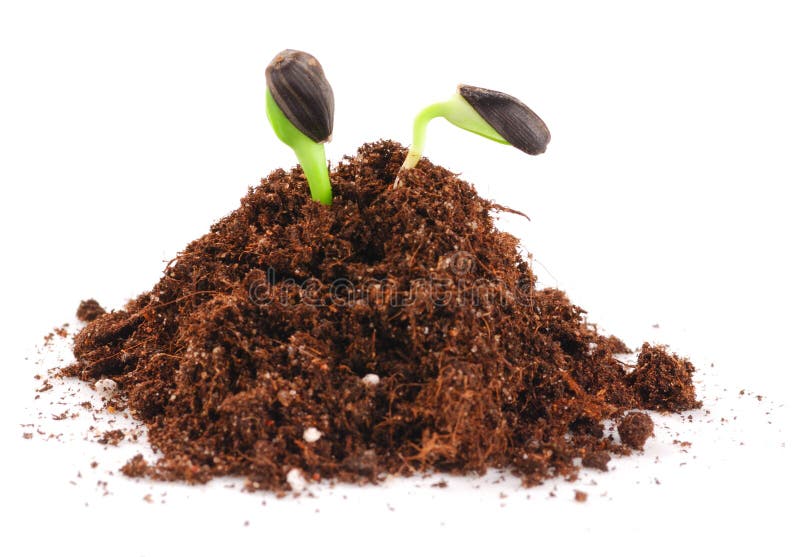 Seedlings and Roots Cutaway Stock Photo - Image of young, side: 2687528