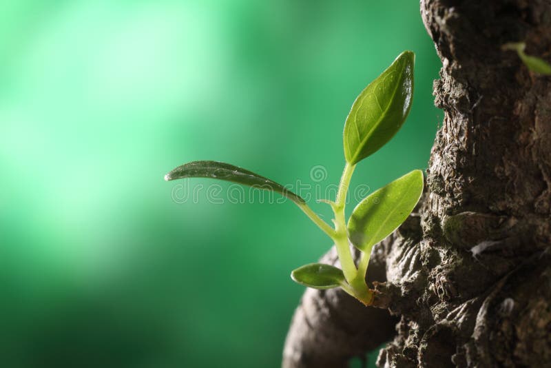 New life stock image. Image of fragility, tree, life - 25876941