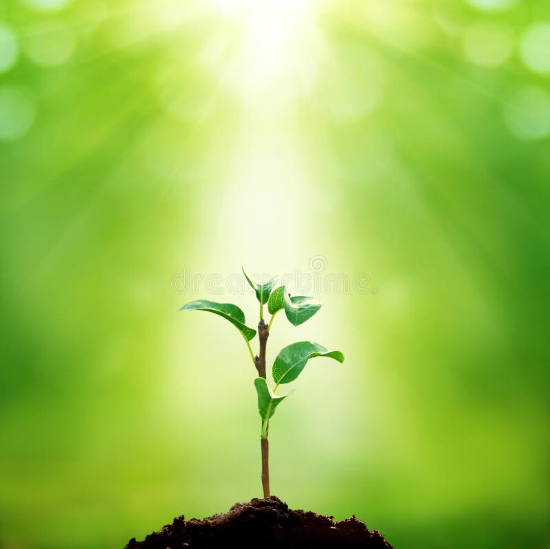 Small tree new life stock photo. Image of sunrise, green - 31616392