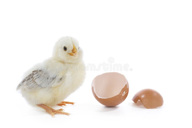 New life stock photo. Image of traditional, culture, yellow - 4791186