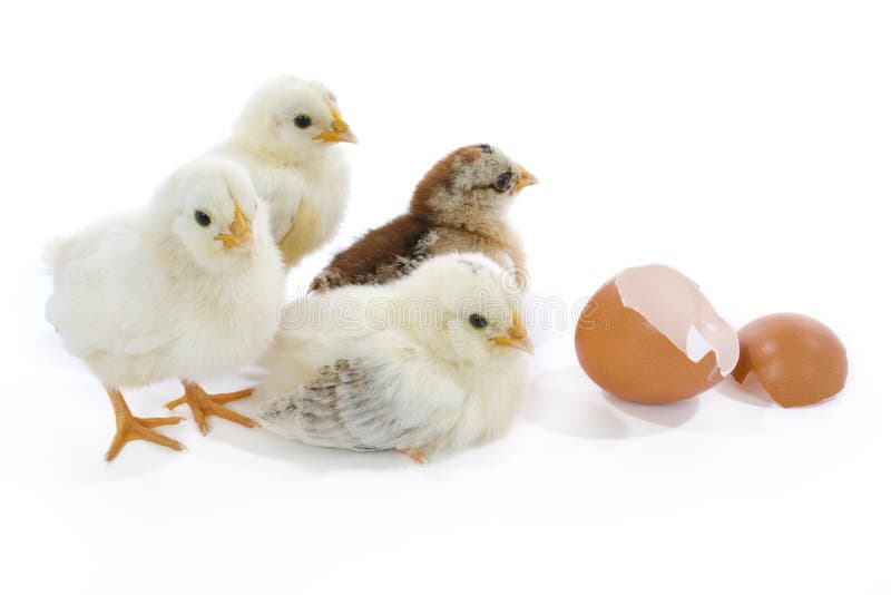 New life stock image. Image of animal, cheerful, agriculture - 4811435