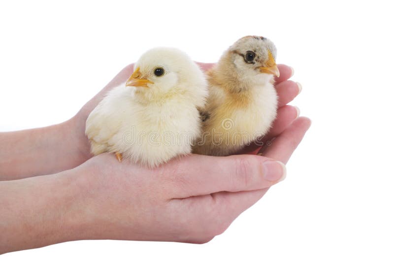 New life stock photo. Image of hands, affectionate, safety - 4811458