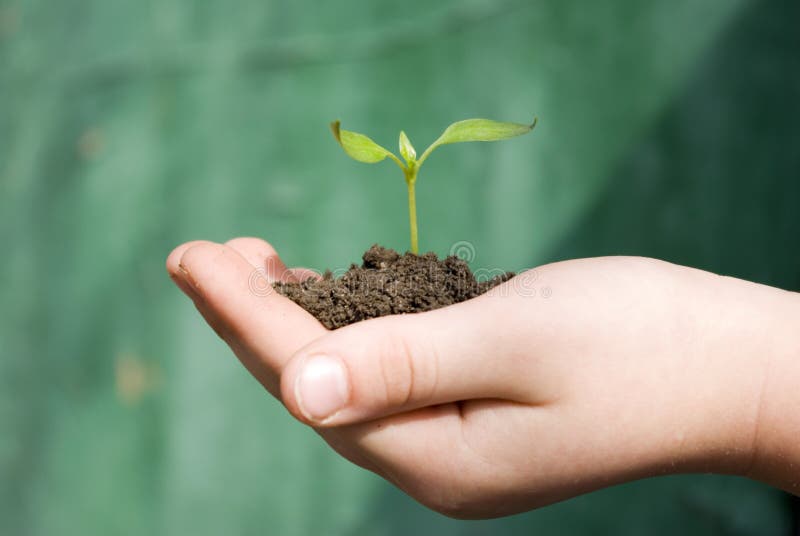 Plant new tree stock photo. Image of growth, environment - 14495724