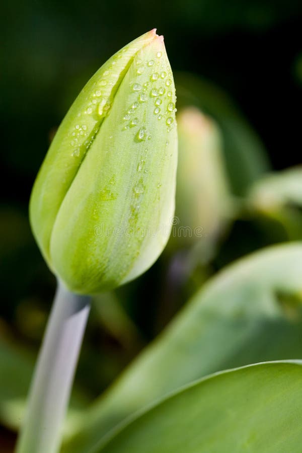 New life stock photo. Image of flowerbed, garden, bridal - 661064