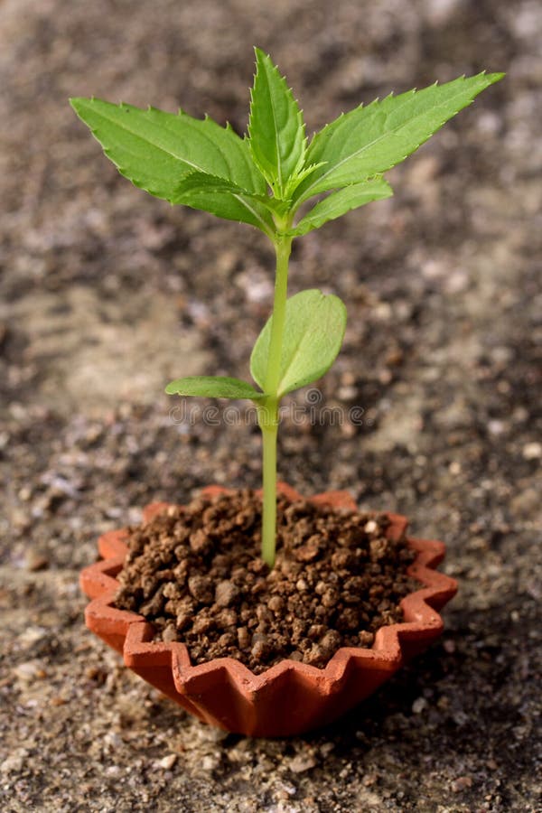 Sapling tree stock image. Image of agriculture, land - 54375507