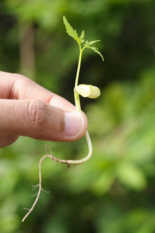 New life stock photo. Image of conservation, lush, gardening - 7686548