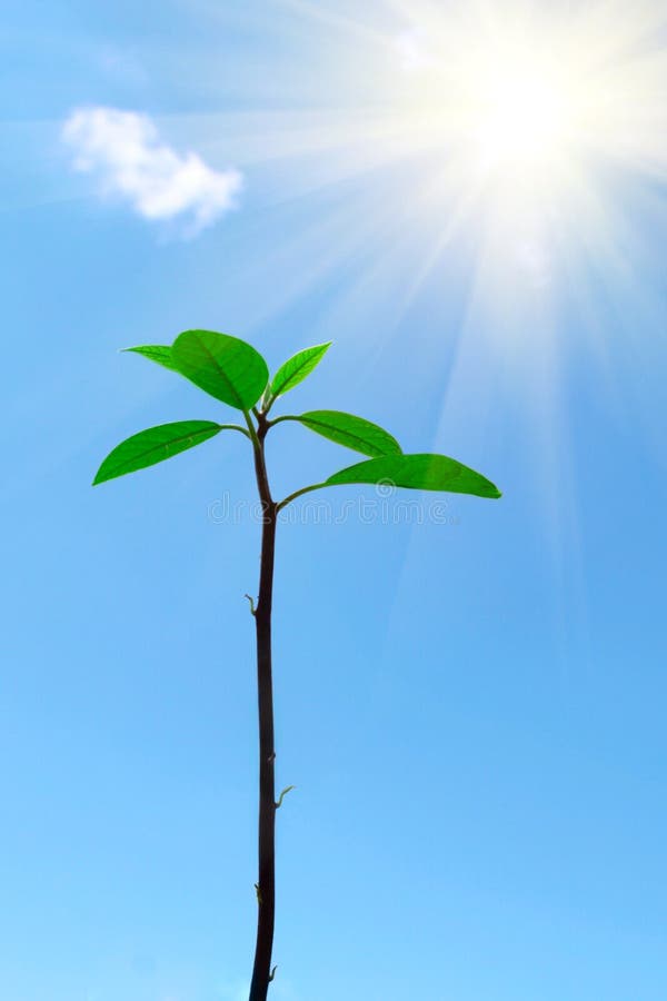Plant new tree stock photo. Image of growth, environment - 14495724