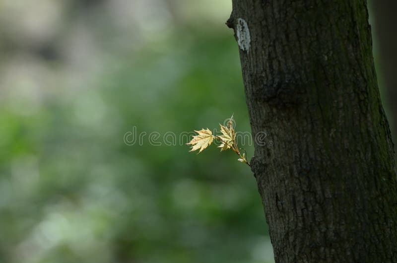 New life beginning stock photo. Image of outdoors, nature - 19543250