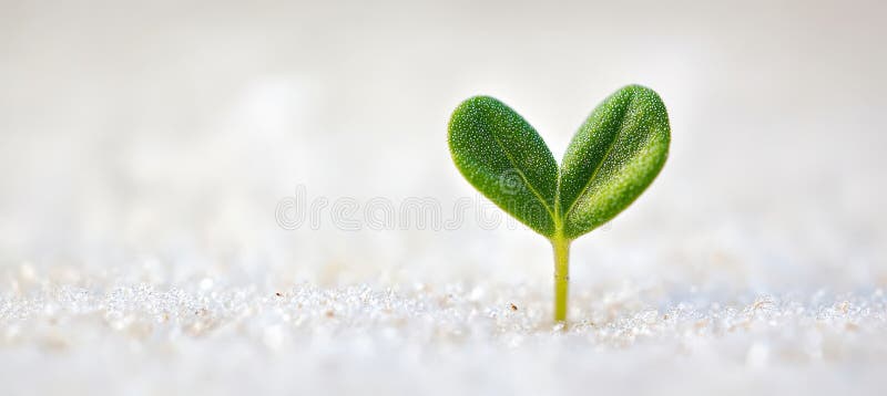 New Life, New Beginning a Delicate Green Sprout Emerges in Pristine ...