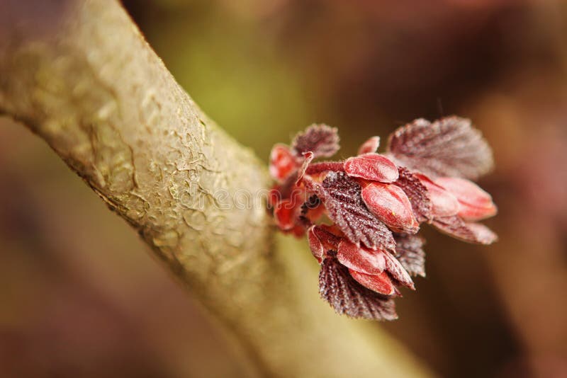 New Spring Growth, Tiny Buds Stock Image - Image of seedling, stem: 4017927