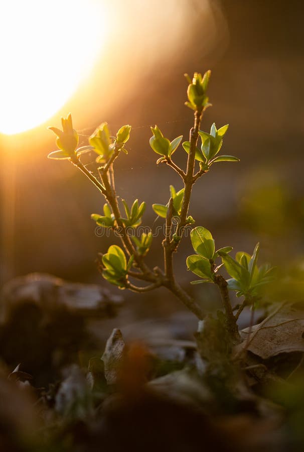 New Life Buds in Forest at Sunset Stock Photo - Image of plantation ...