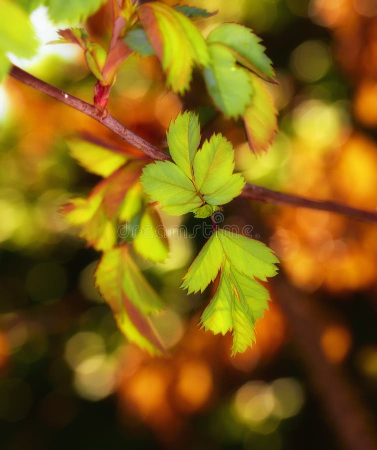 New Life in Clean Environment - Spring Buds, Flowers, and Green Leaves ...